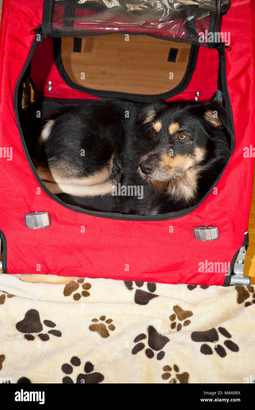 Young Dog in a Box Stock Photo - Alamy