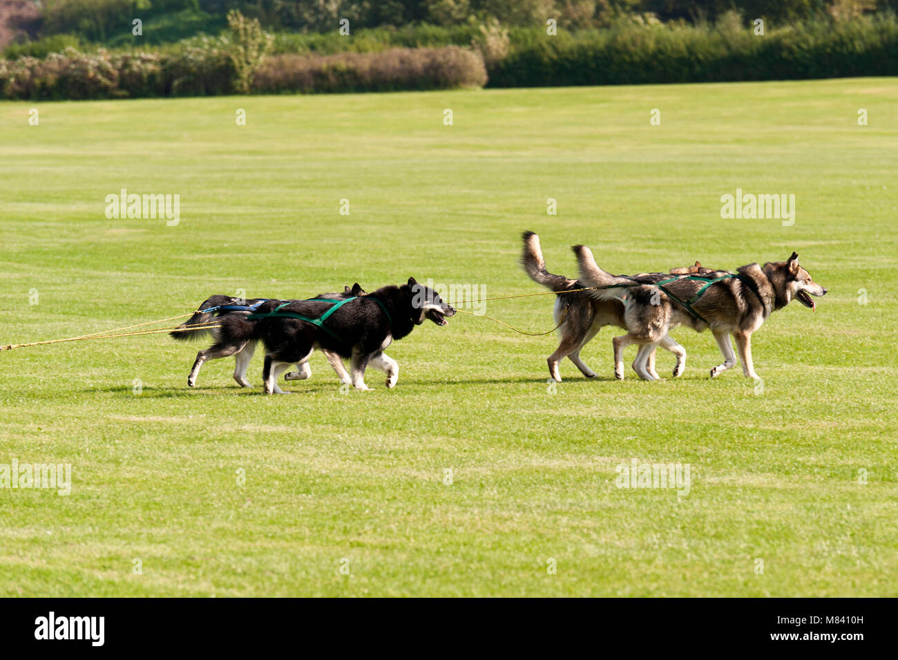 Sled dog breeds hi-res stock photography and images - Alamy