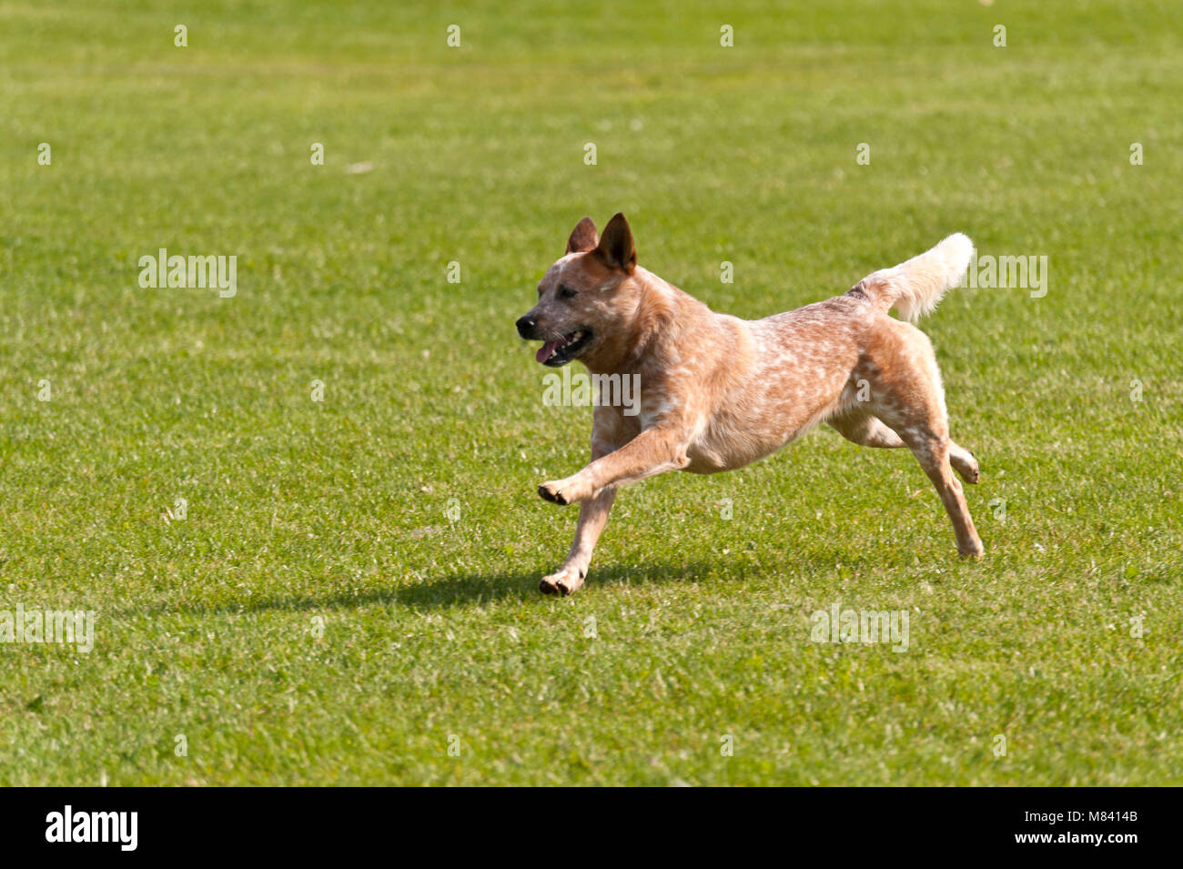 Australian cattledog hi-res stock photography and images - Alamy Australian cattledog hi-res stock photography and images - Alamy