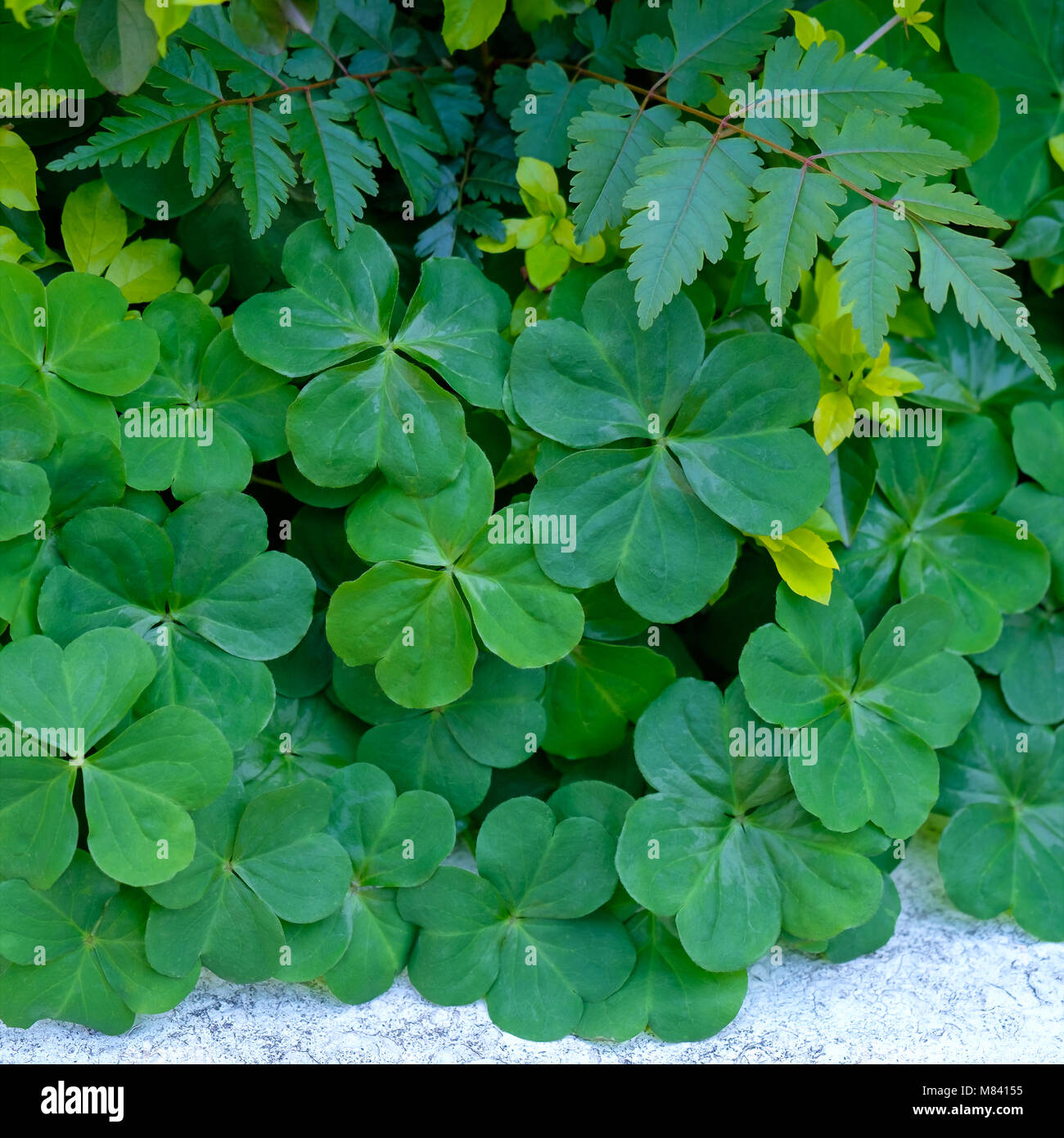 Large green clover field Stock Photo - Alamy