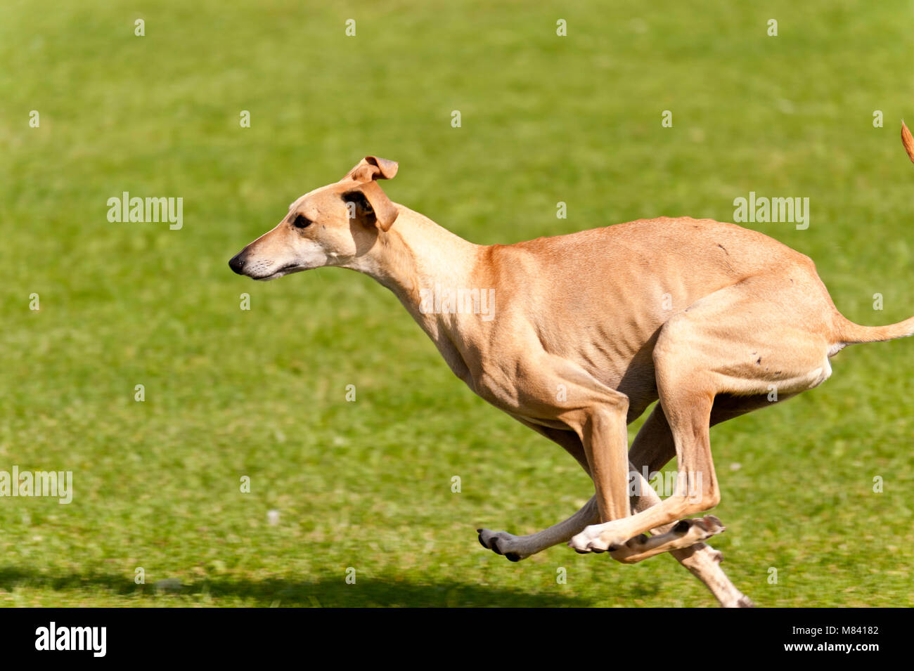 Greyhound running lawn hi-res stock photography and images - Alamy