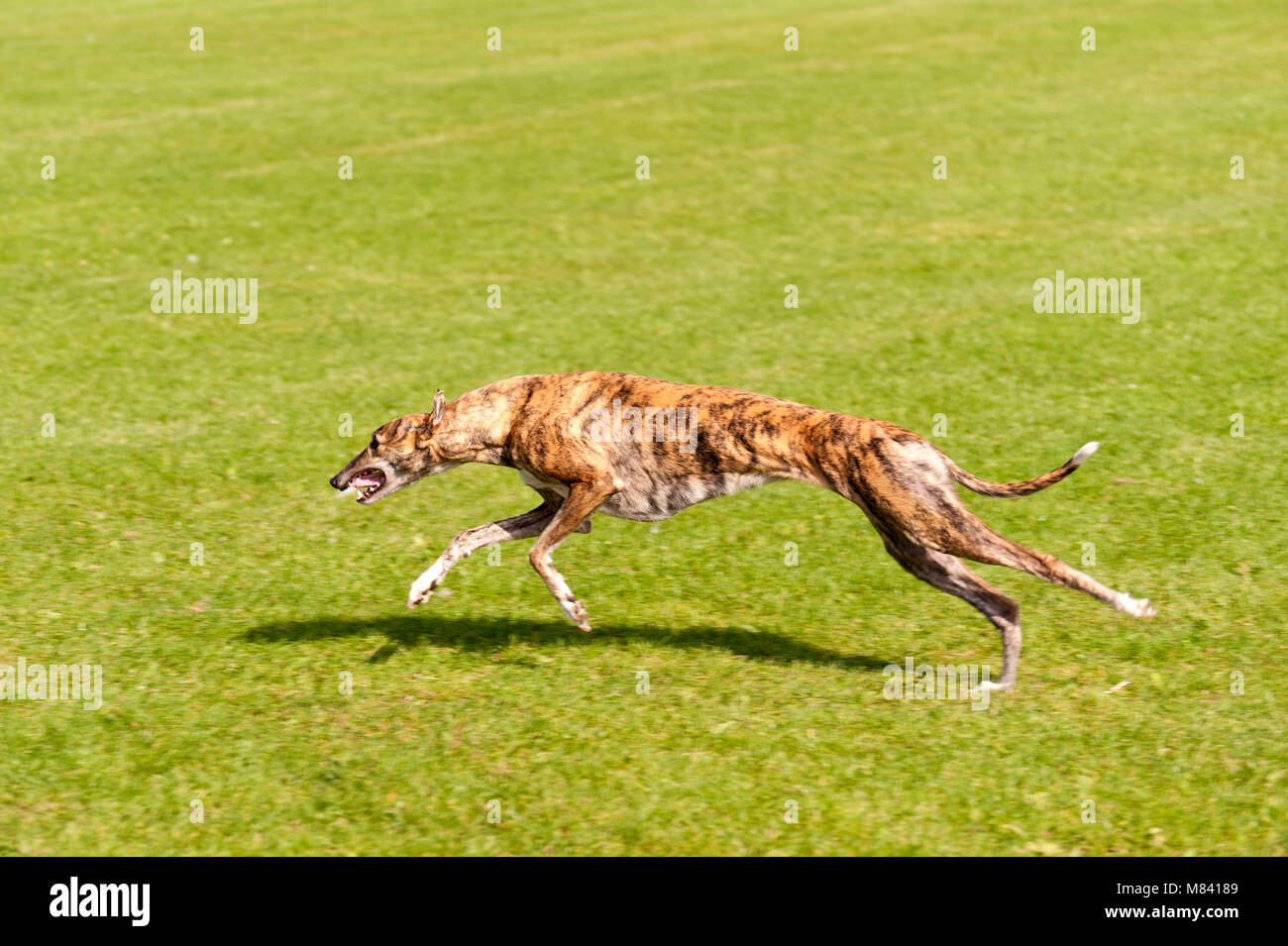Greyhound running lawn hi-res stock photography and images - Alamy