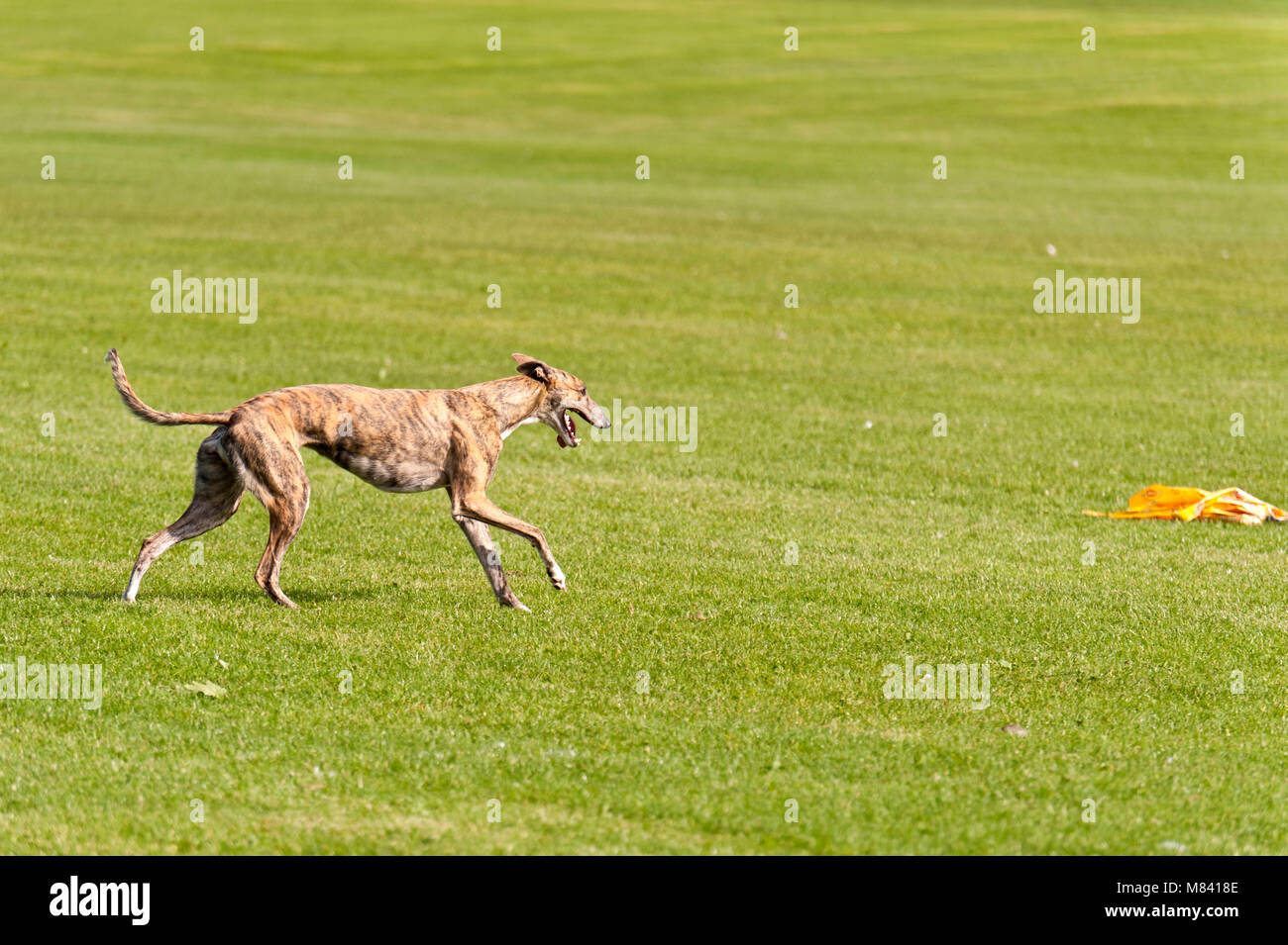 Greyhound running lawn hi-res stock photography and images - Alamy