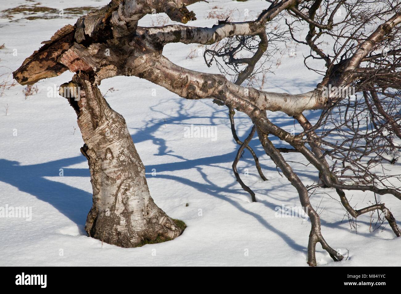 BROKEN OLD SILVER BIRCH TREE TOO WEAK TO RESIST FORCES OF THE WIND ...