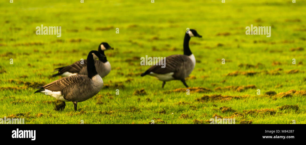 Wild geese on the meadow nibbling the grass, green juicy grass, wild ...