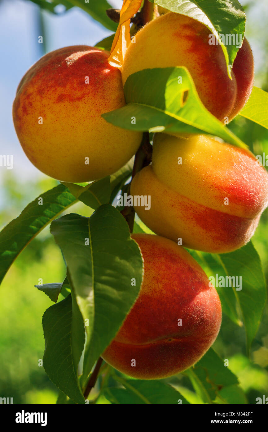 Peach tree fruits growing hi-res stock photography and images - Alamy