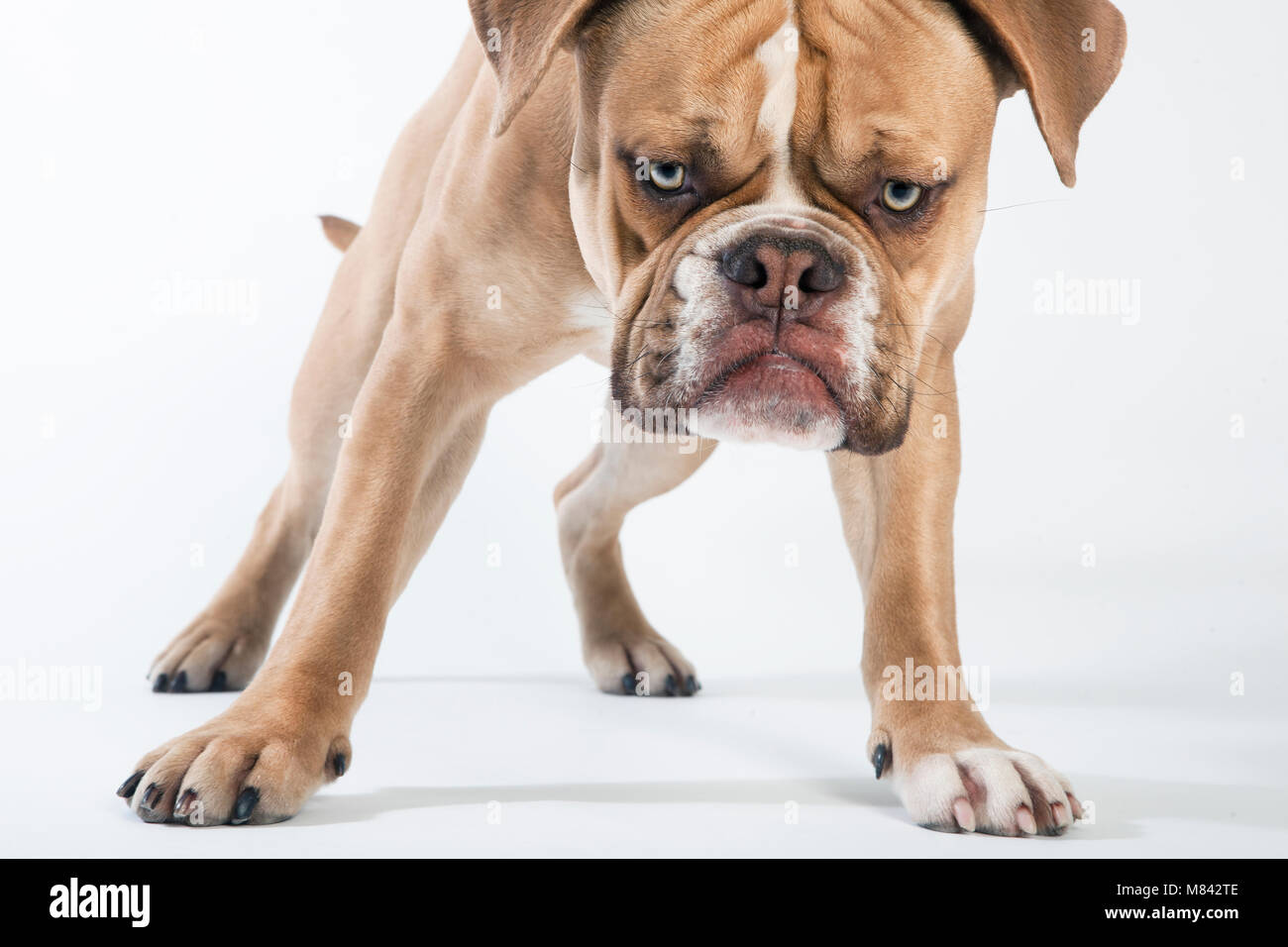 a young english bulldog from the front, white background Stock Photo ...