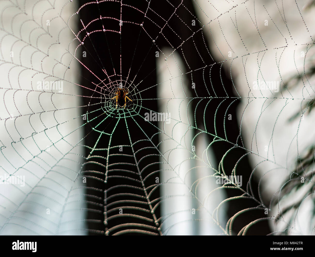 spider net and drops Stock Photo - Alamy