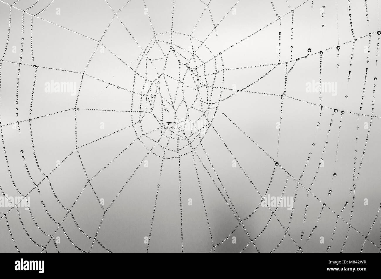 spider net and drops Stock Photo - Alamy