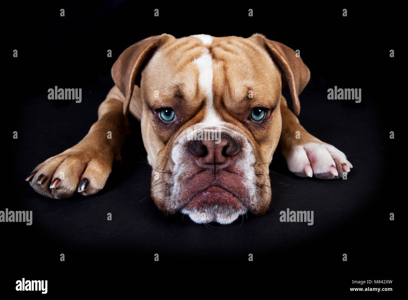 Head a young english bulldog from the front, black background Stock ...