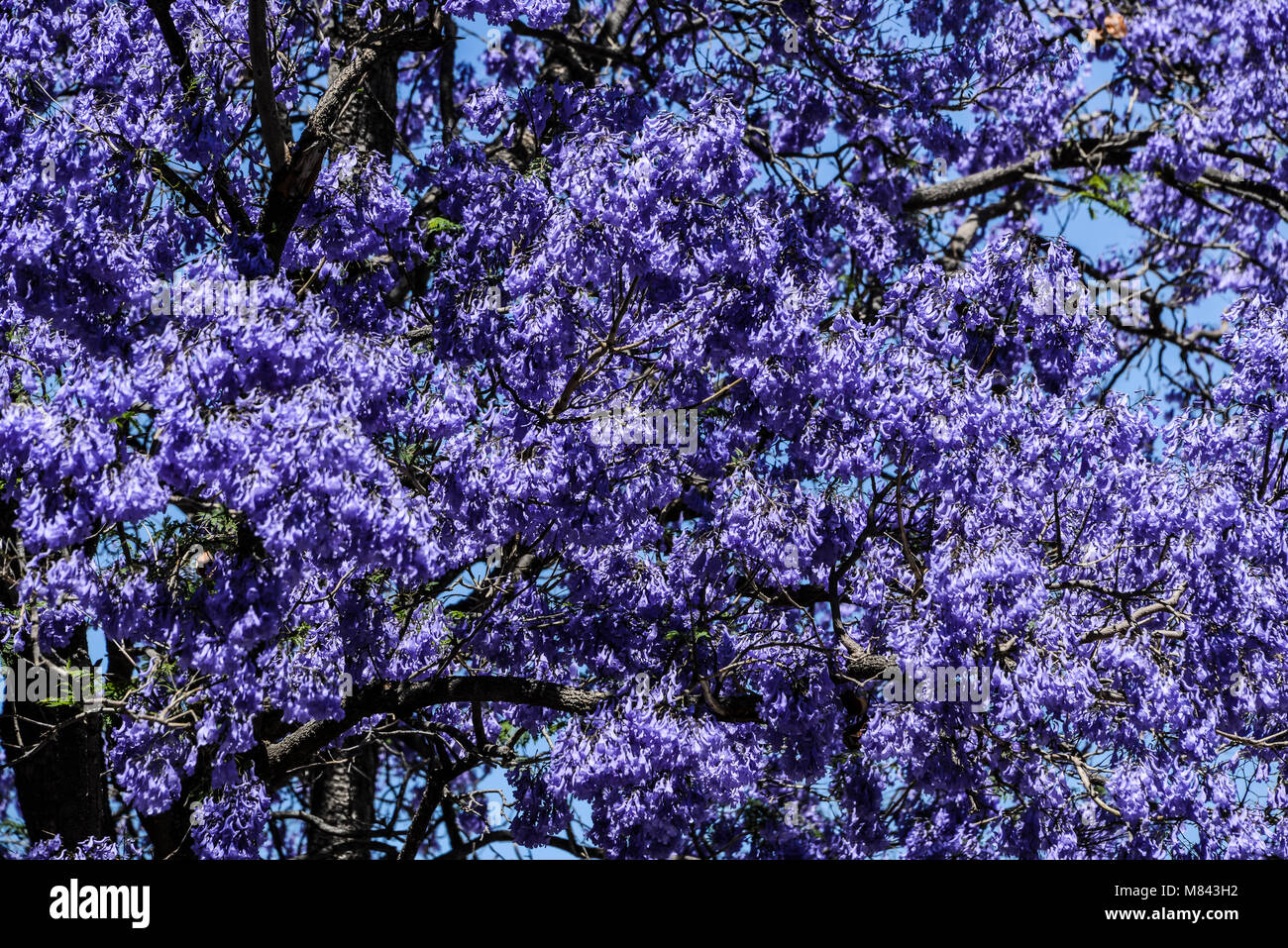 Jacaranda tree close up hi-res stock photography and images - Alamy