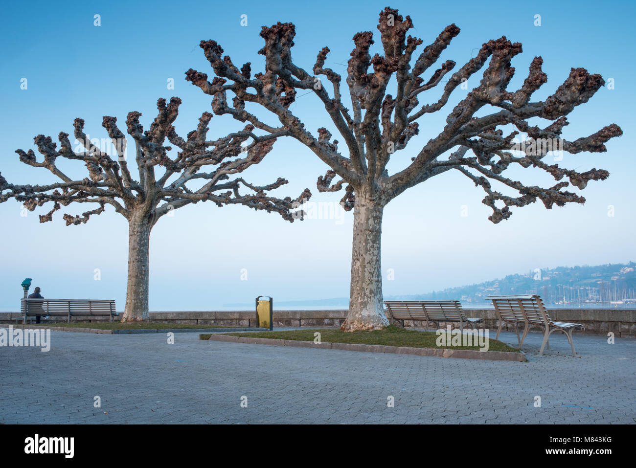 Plane Trees in Geneva on lake Geneva, Switzerland Stock Photo - Alamy