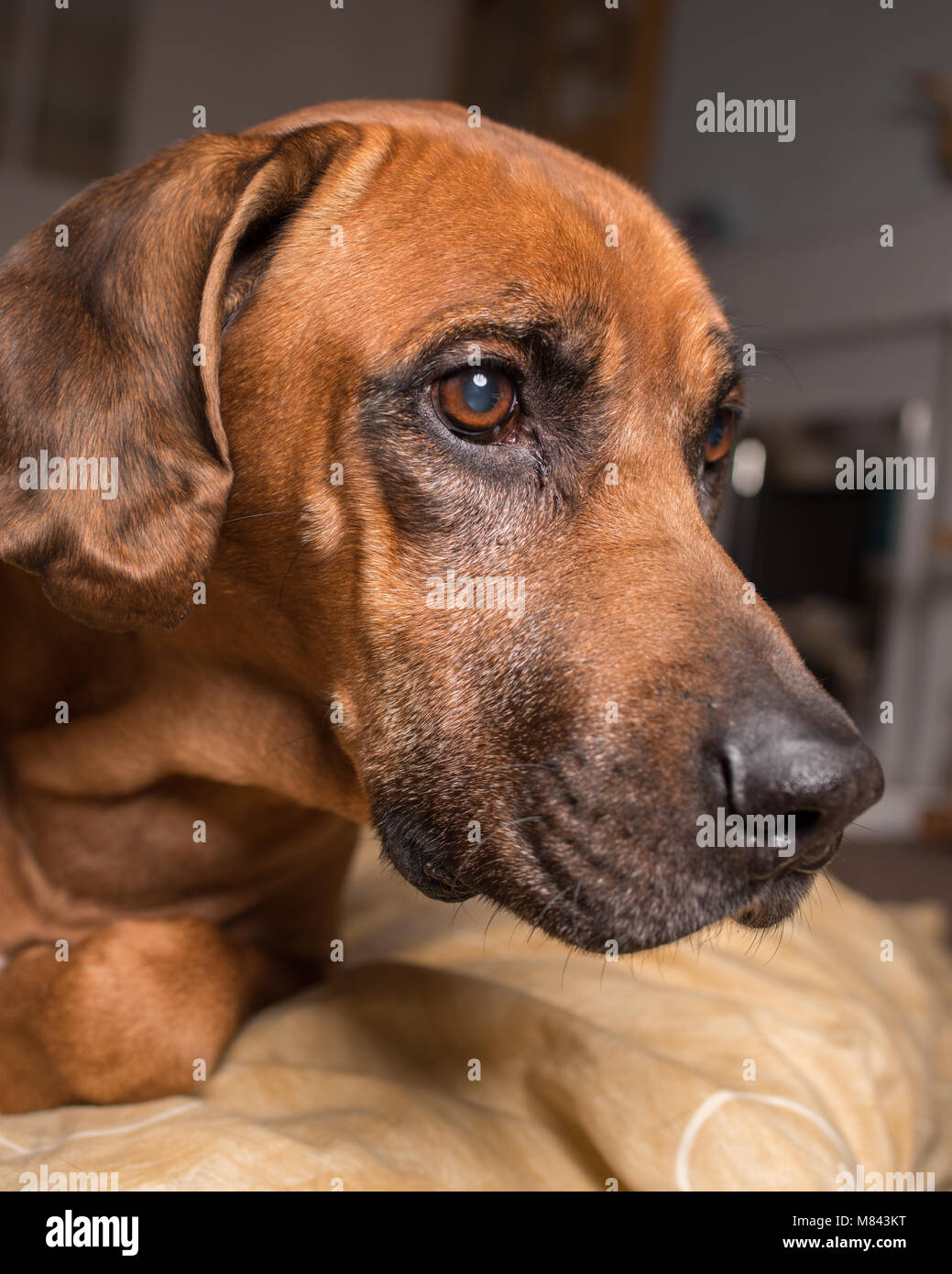 Rhodesian Ridgeback dog close up head on his bed Stock Photo - Alamy