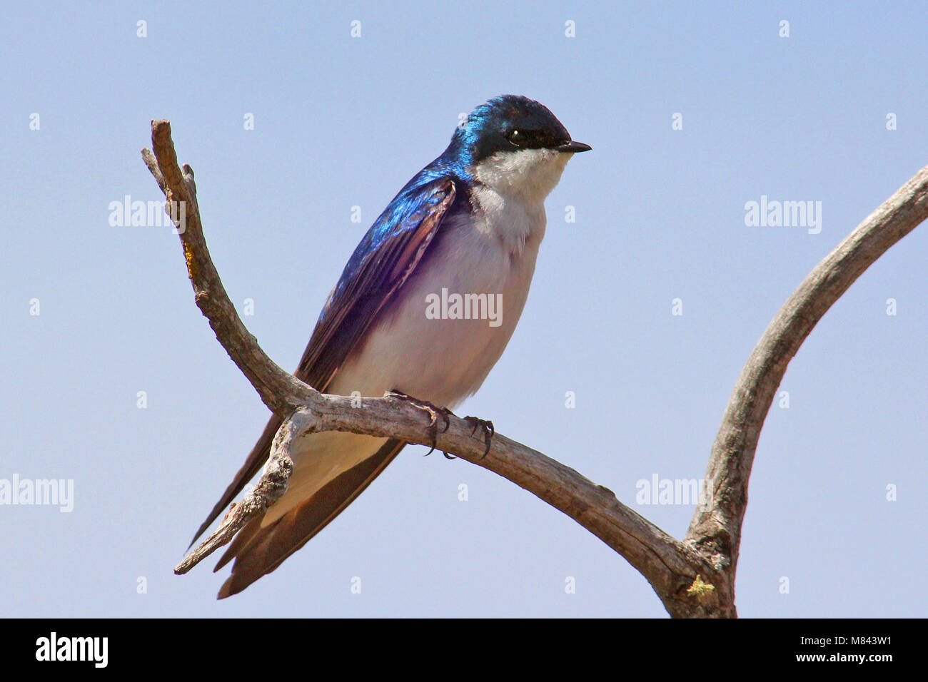Swallow flying over water hi-res stock photography and images - Alamy