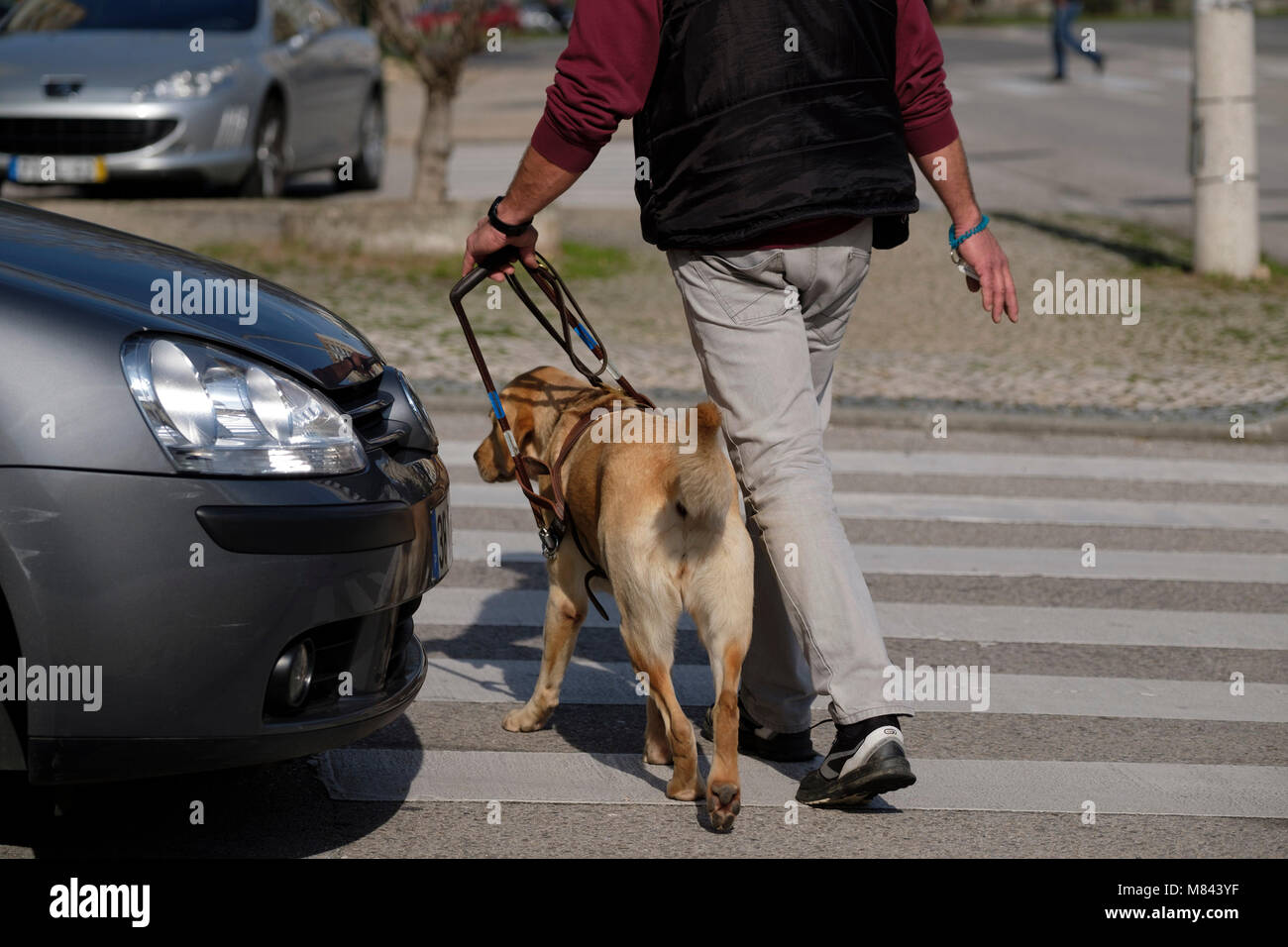 Guide dog crossing uk hi-res stock photography and images - Alamy