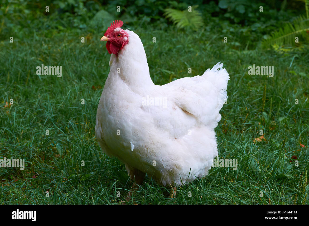 A white hen standing on a green lawn Stock Photo - Alamy
