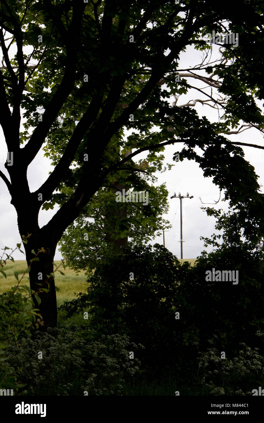 British countryside trees in silhouette Stock Photo - Alamy