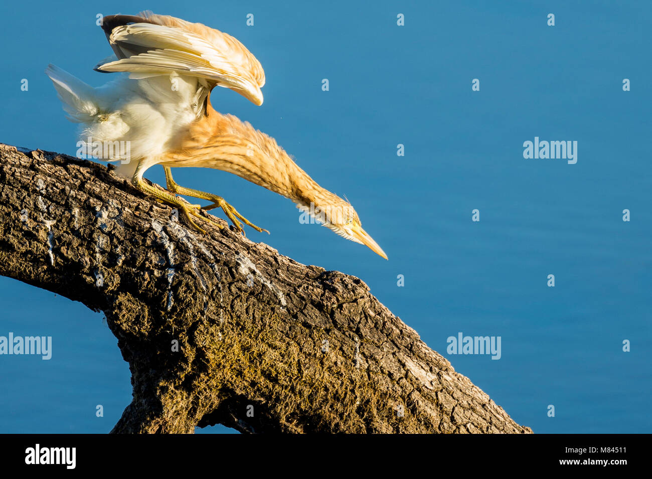 Water acrobatics hi-res stock photography and images - Alamy
