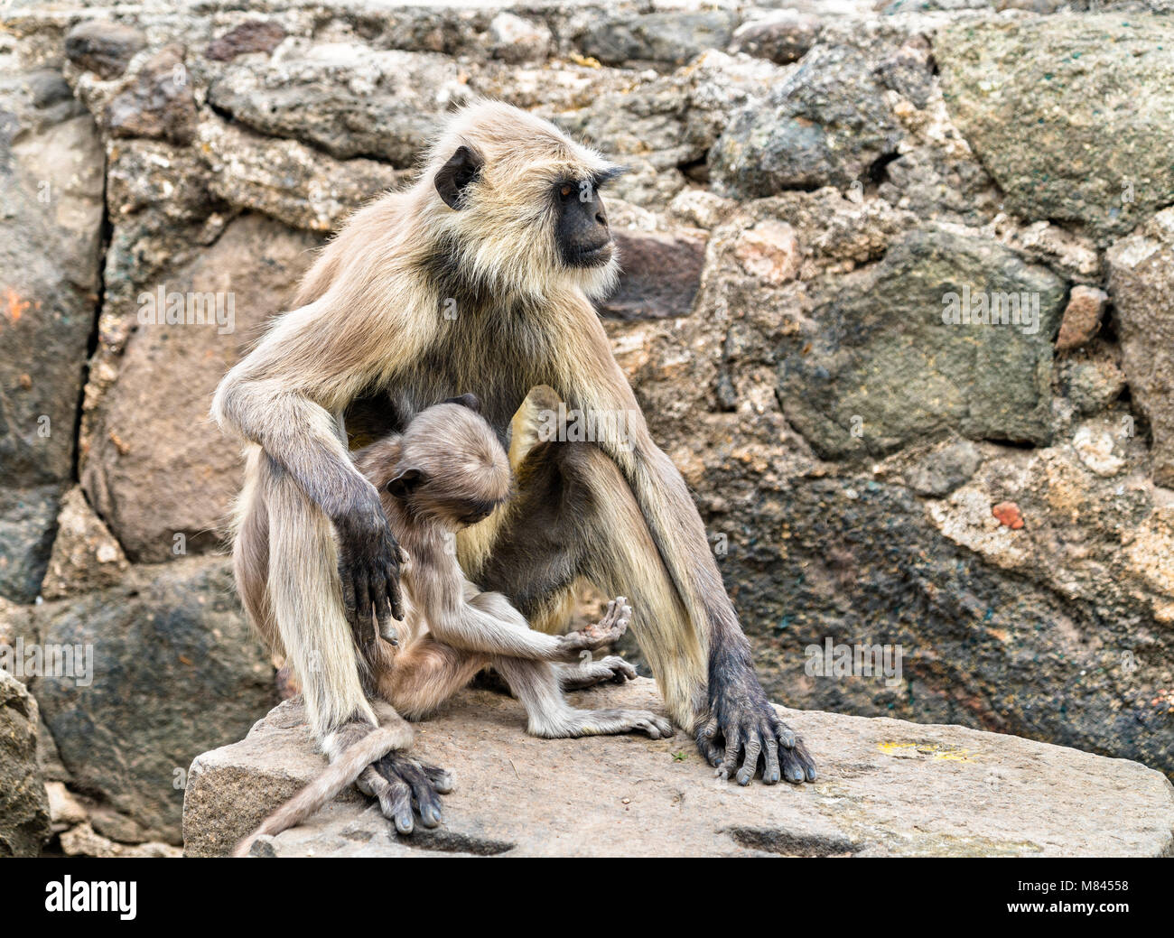 Gray langur monkeys at Daulatabad Fort in India Stock Photo - Alamy