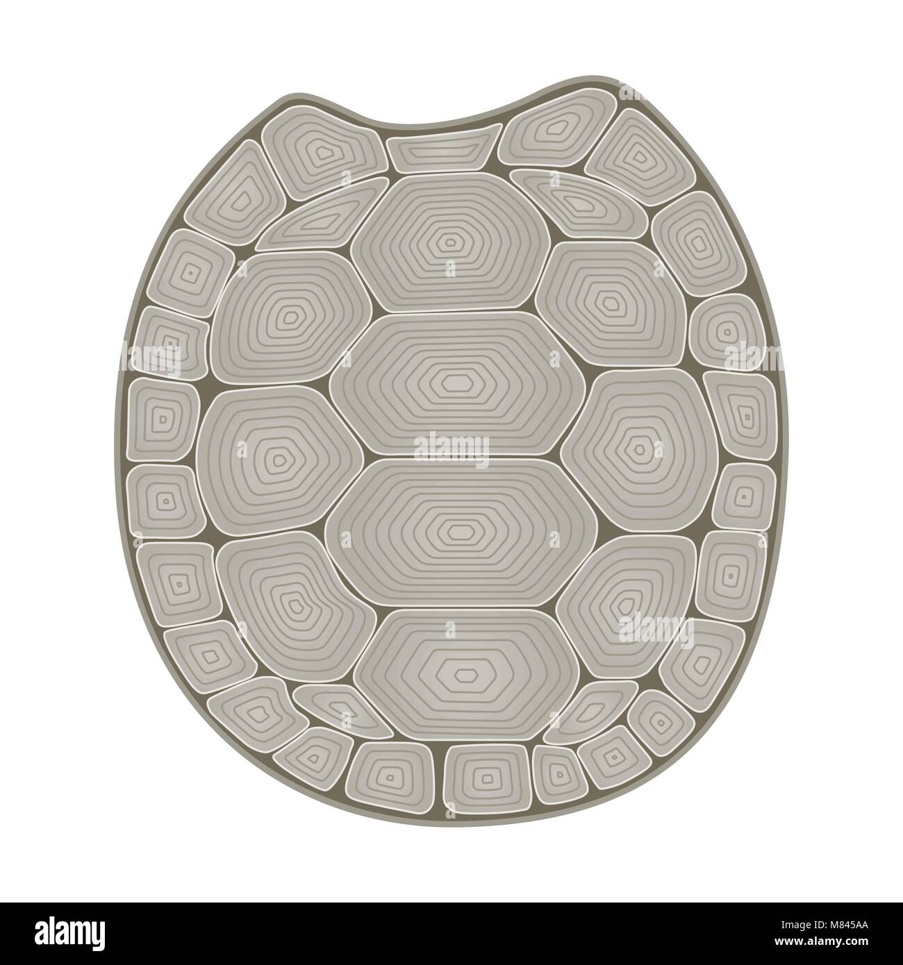 Turtle Shell Template