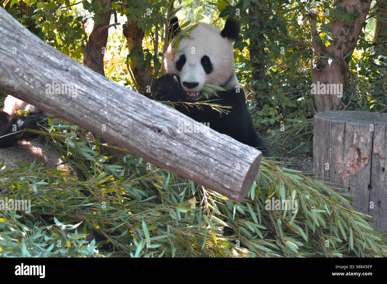 Giant panda eating bamboo in wild hi-res stock photography and images ...