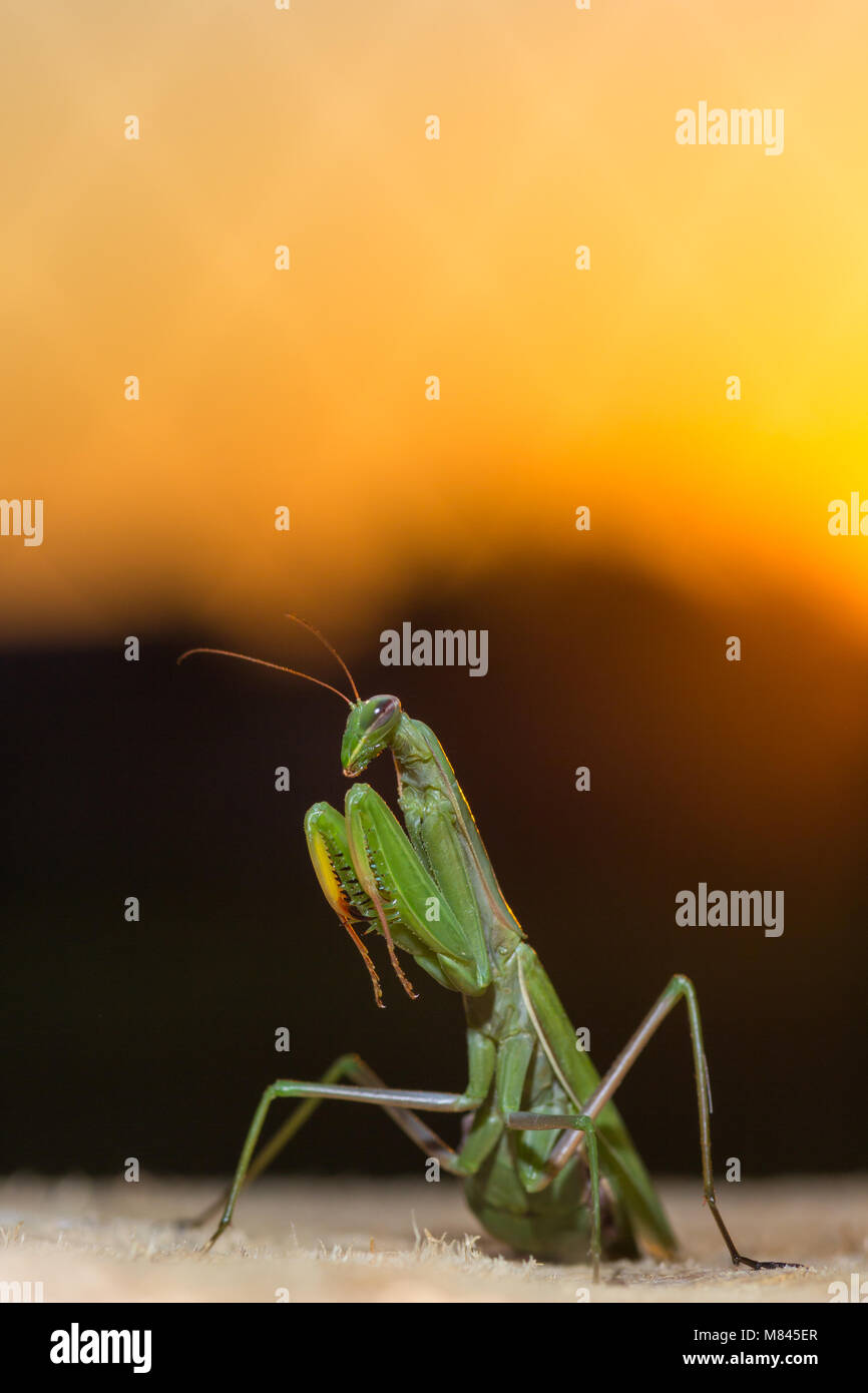 Mantis patiently posing at sunset and lurking Stock Photo - Alamy