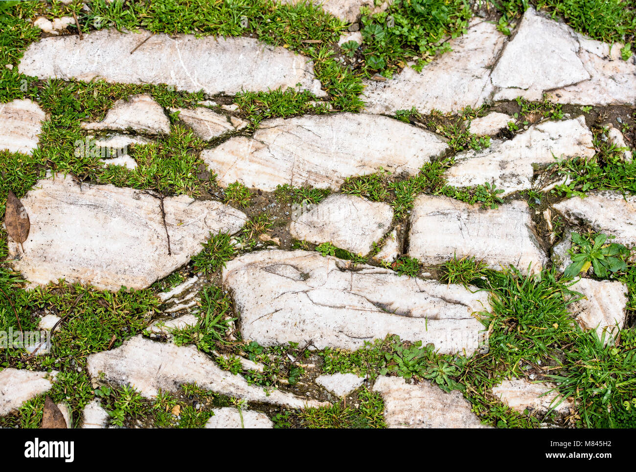 Close-up of green grass growing through the cobbled footpath Stock ...
