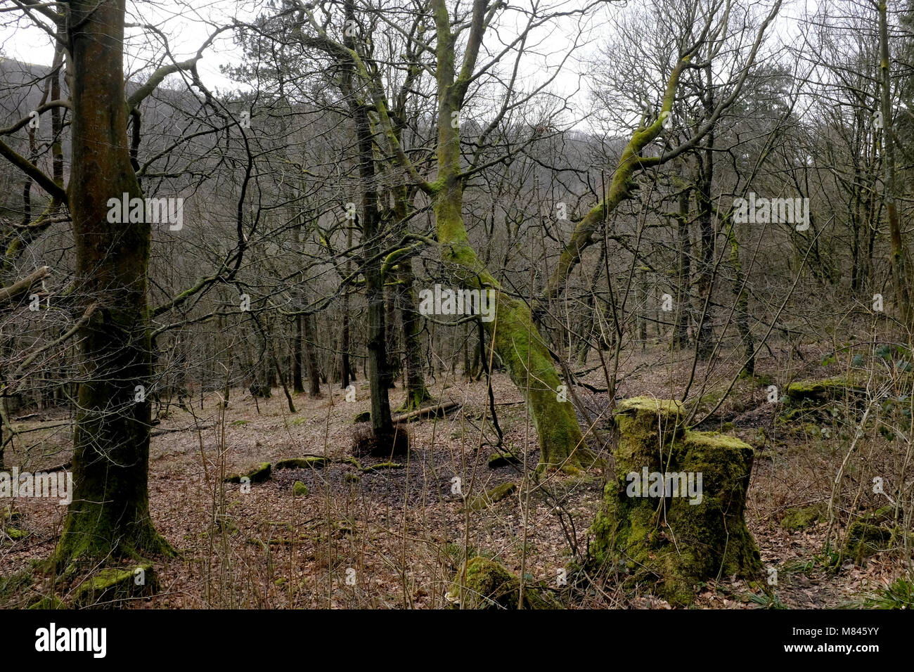 trees in woodland in yorkshire uk march 2018 Stock Photo - Alamy