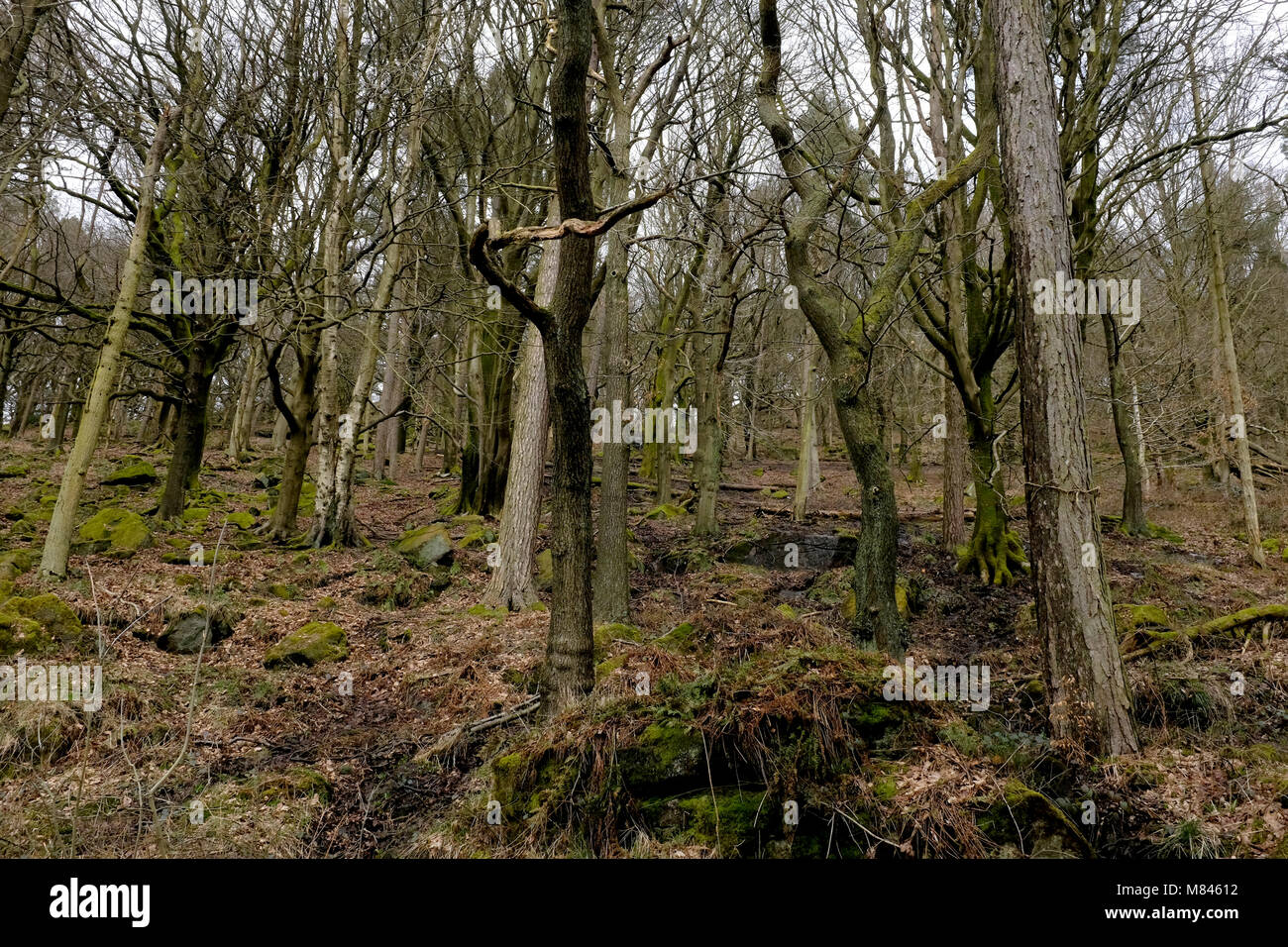 Damp areas in dense forest hi-res stock photography and images - Alamy
