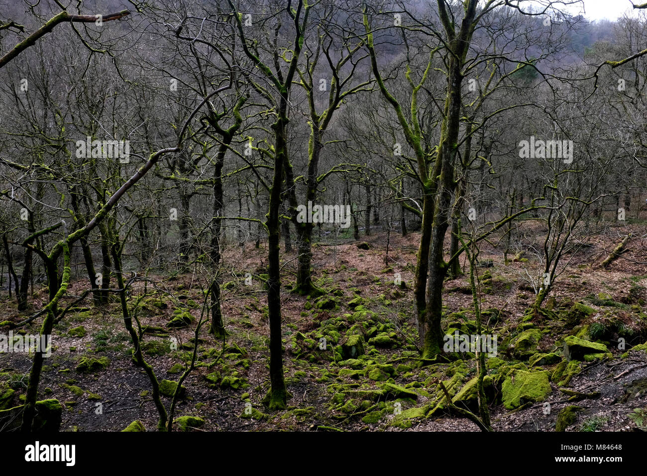 trees in woodland in yorkshire uk march 2018 Stock Photo - Alamy