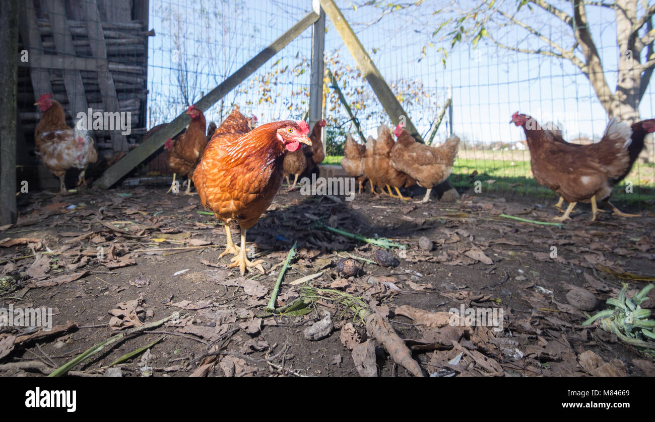Layer hens hi-res stock photography and images - Alamy