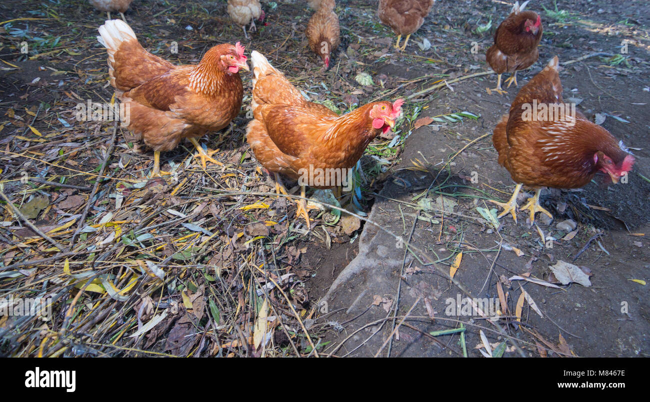 Layer hens hi-res stock photography and images - Alamy