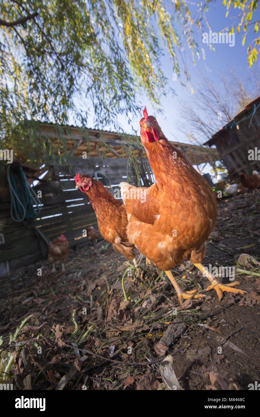 Layer hens hi-res stock photography and images - Alamy