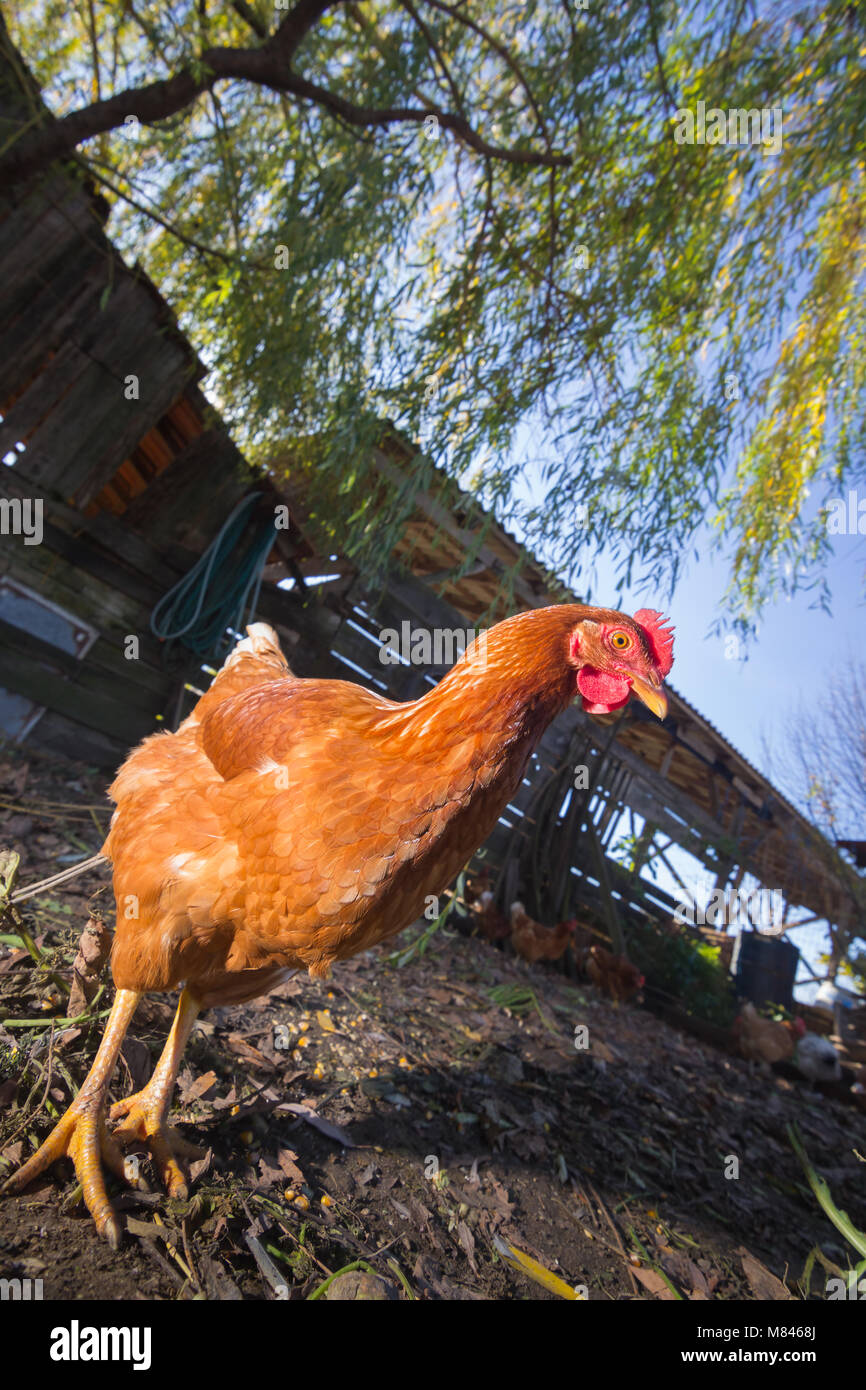 Layer hens hi-res stock photography and images - Alamy