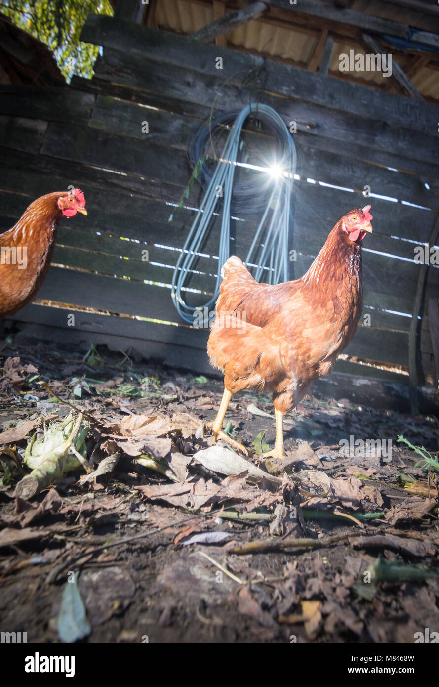 Layer hens hi-res stock photography and images - Alamy