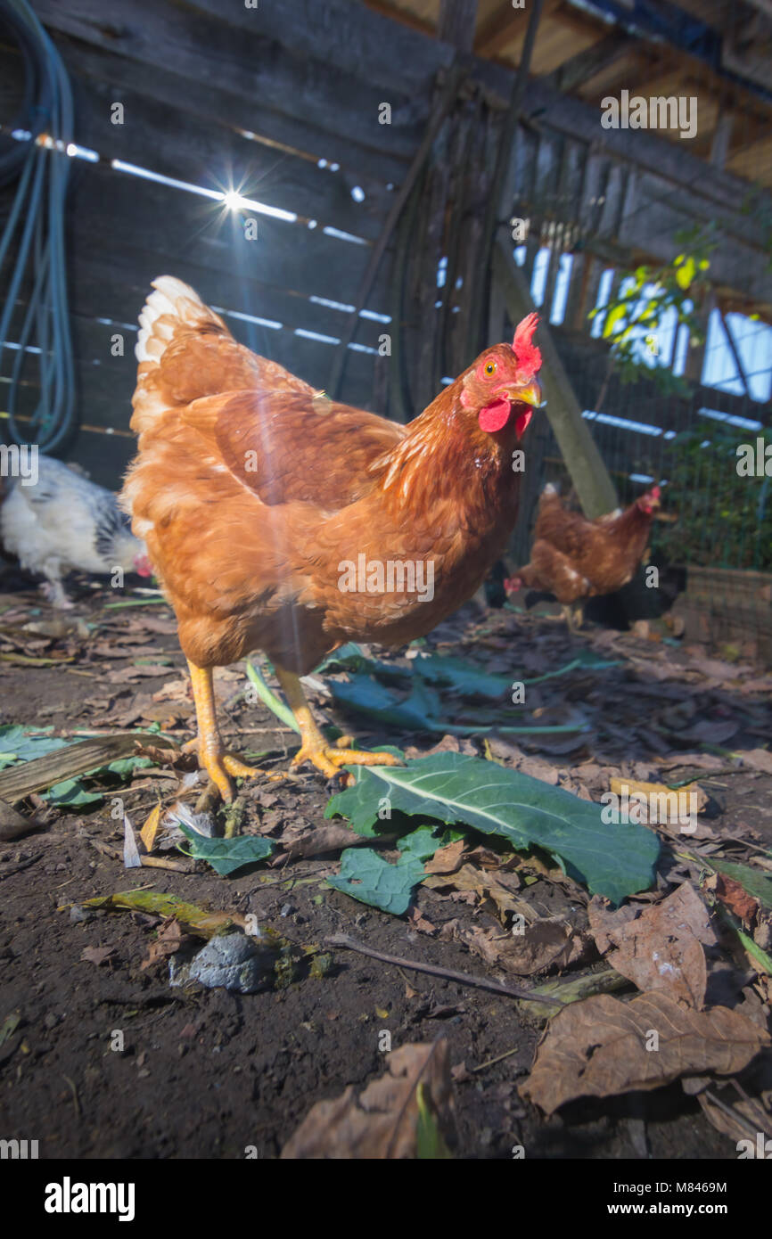 Layer hens hi-res stock photography and images - Alamy