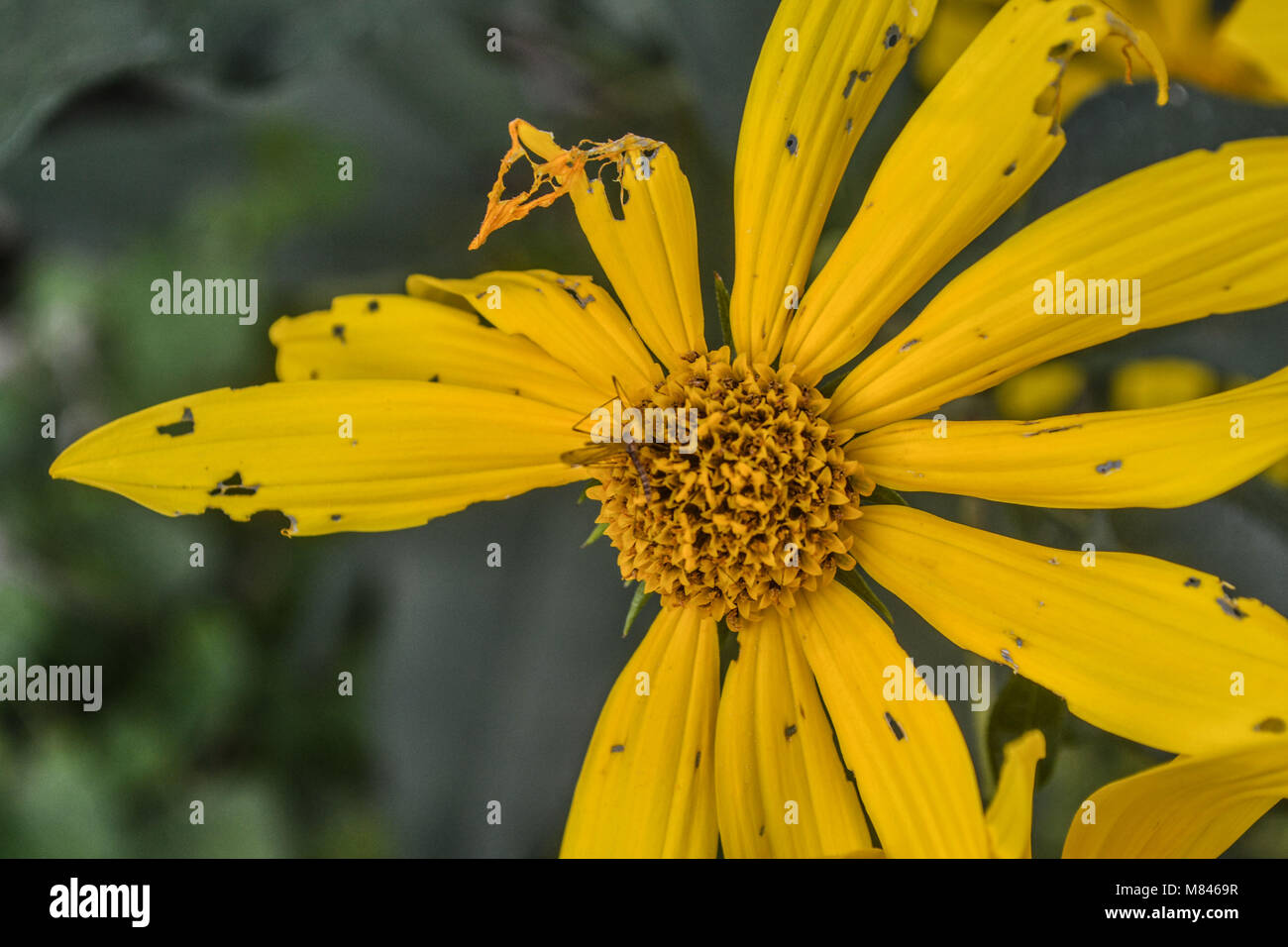 Beautiful yellow flower that shows the damage of the lovely Stock Photo ...