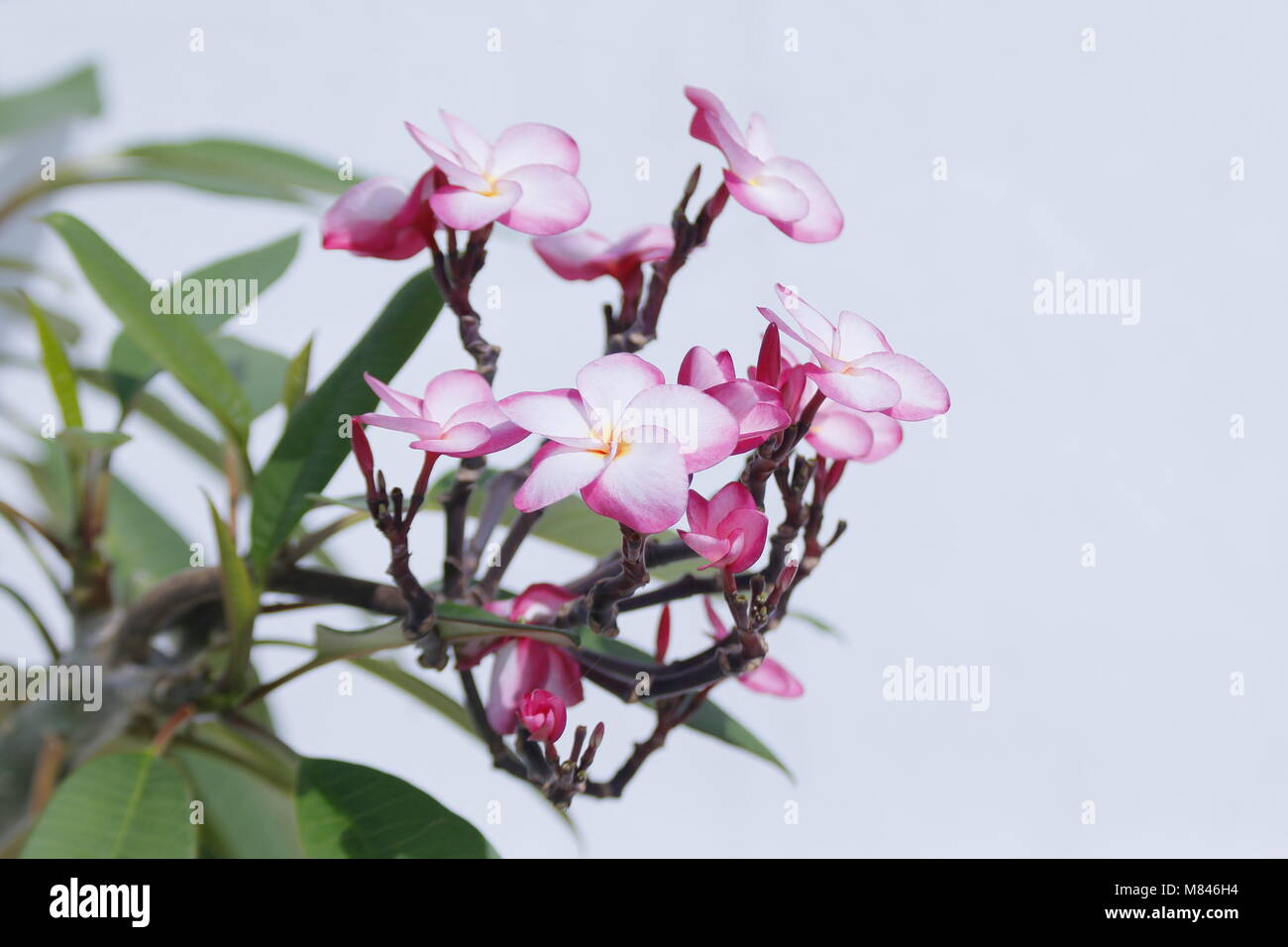 Araliya hi-res stock photography and images - Alamy