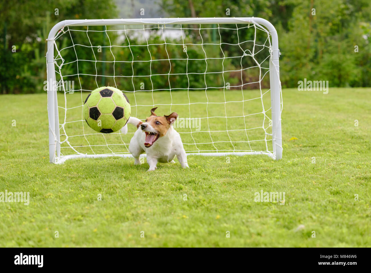 Happy dog looking at football ball playing at playground Stock Photo ...