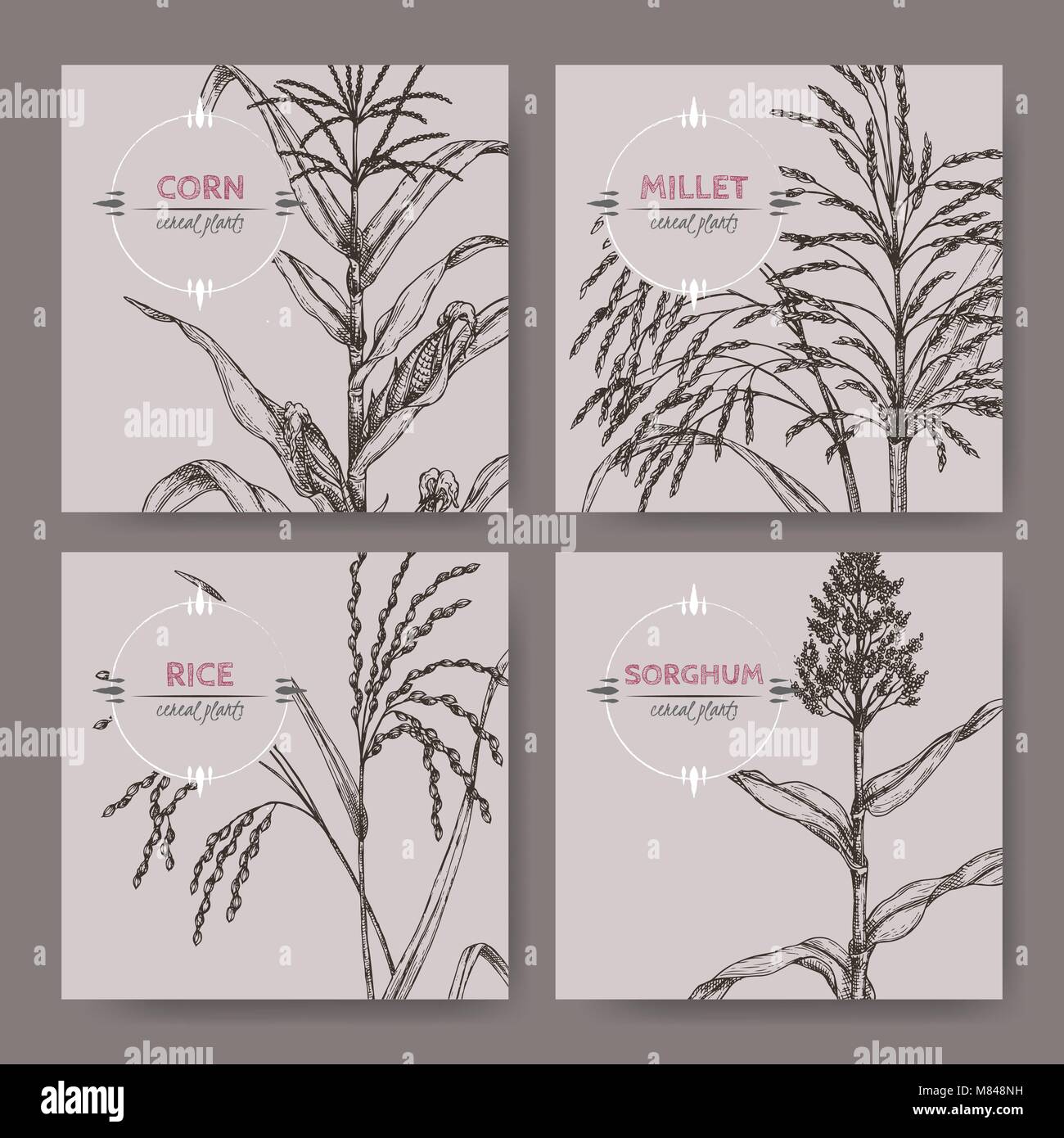 Set of four banners with Asian rice, Proso millet, corn and sorghum ...