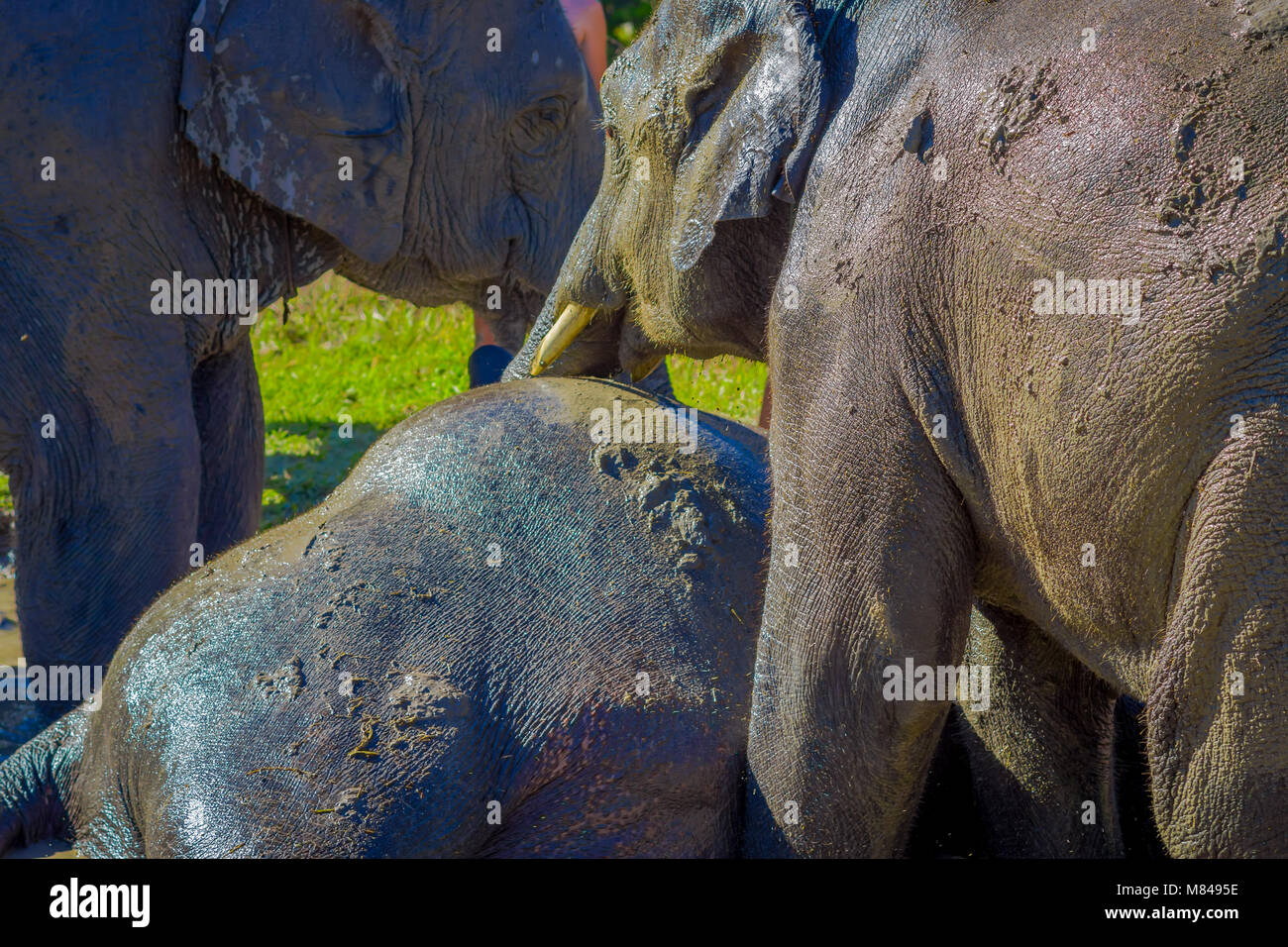 Amazing view of huge Elephants taking a bath with mud in Jungle ...