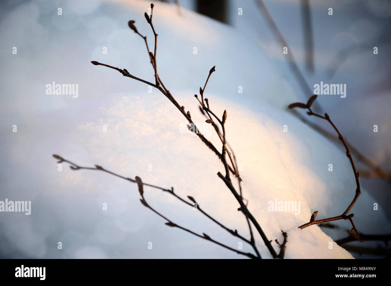 Winter landscape with branches Stock Photo - Alamy