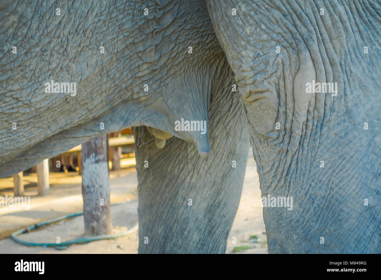 Close up of selective focus of elephant udders in a Jungle Sanctuary in ...