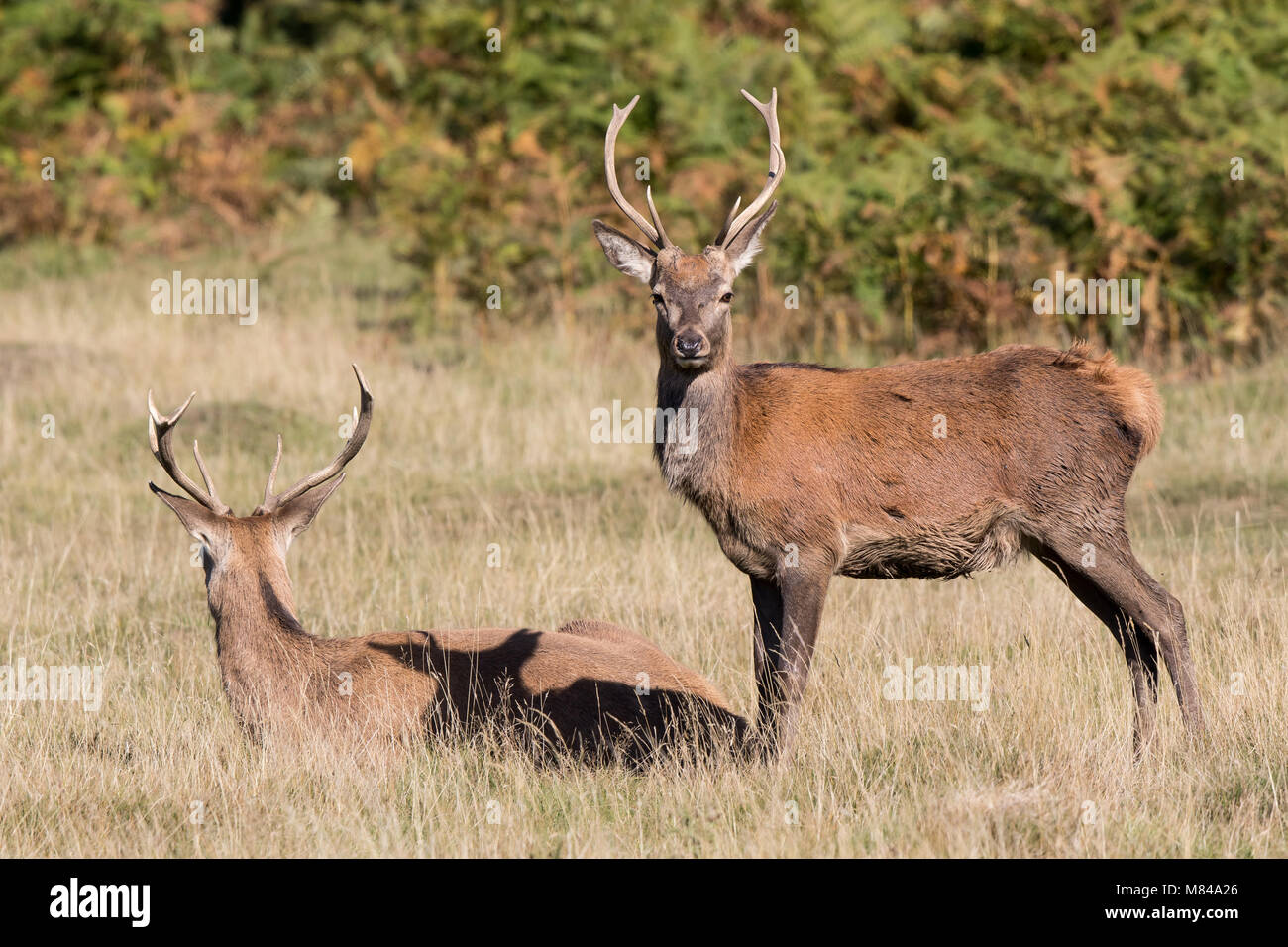 Stag with fixed gaze hi-res stock photography and images - Alamy