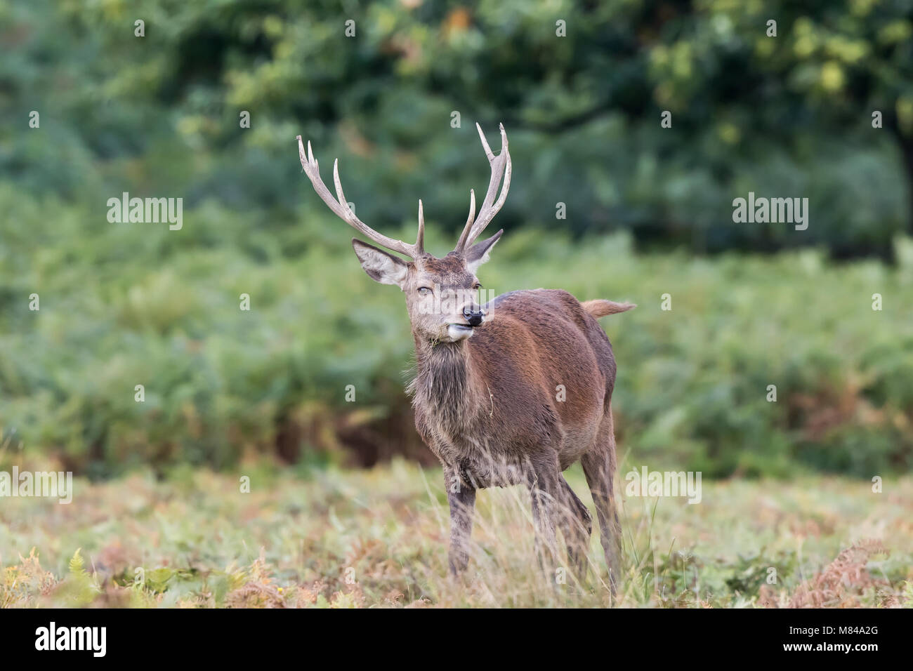 Agitated animals hi-res stock photography and images - Alamy
