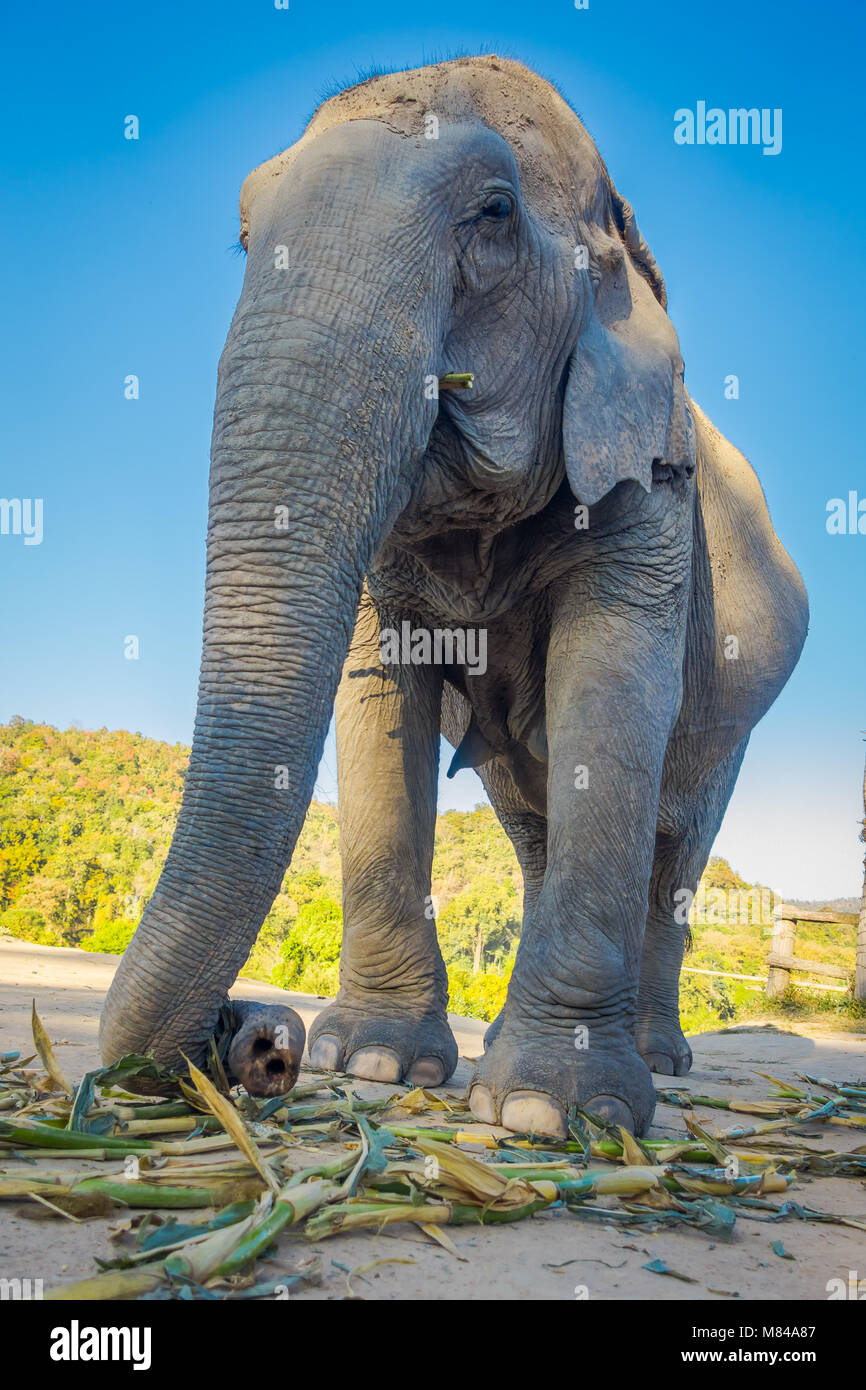Below view of huge female elephant walking in a Jungle Sanctuary in ...