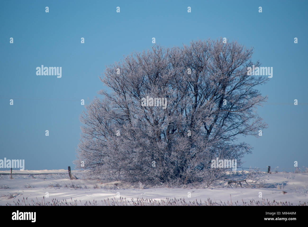 Robin frost blue sky hi-res stock photography and images - Alamy