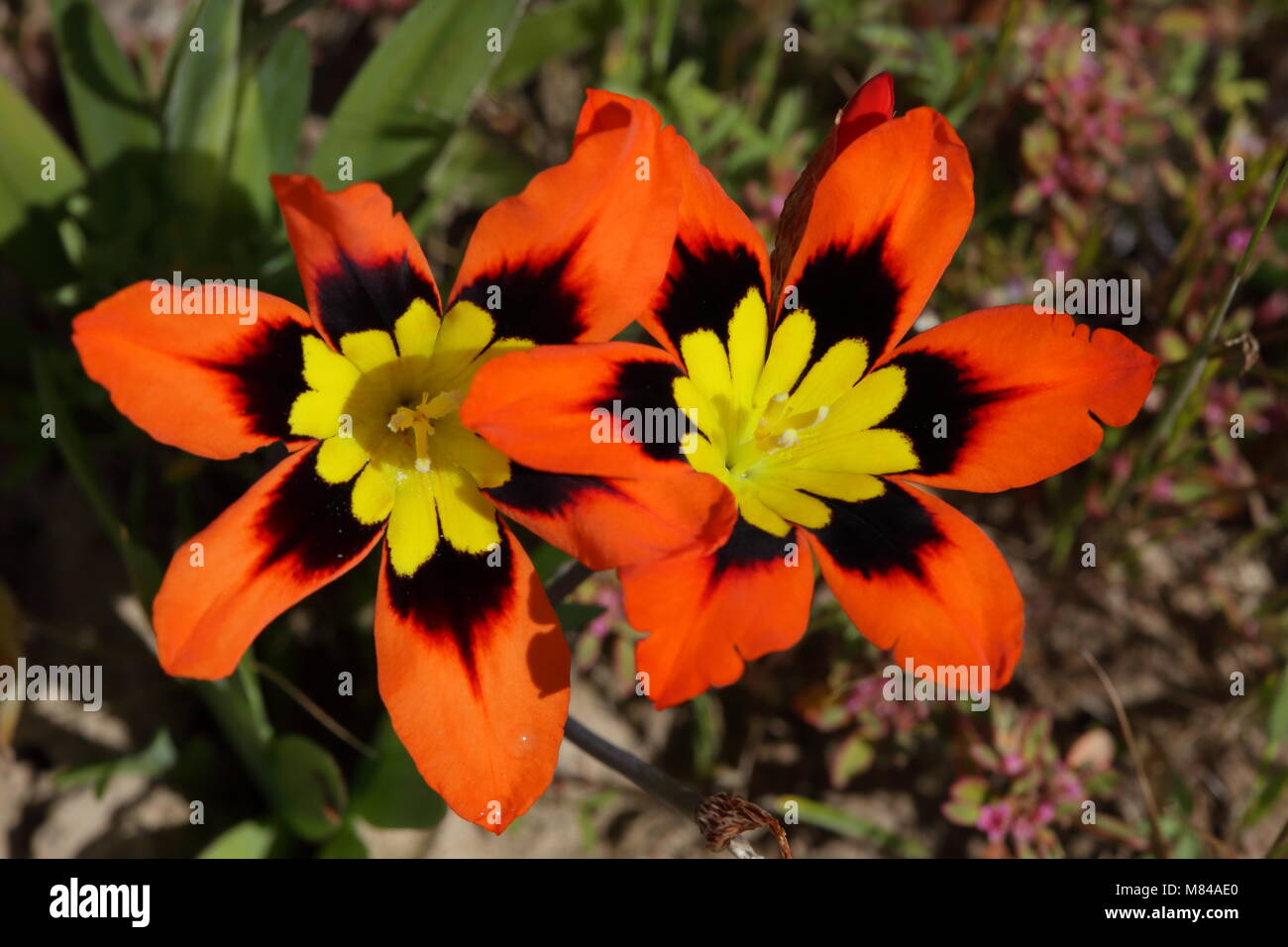 Sparaxis tricolor hi-res stock photography and images - Alamy