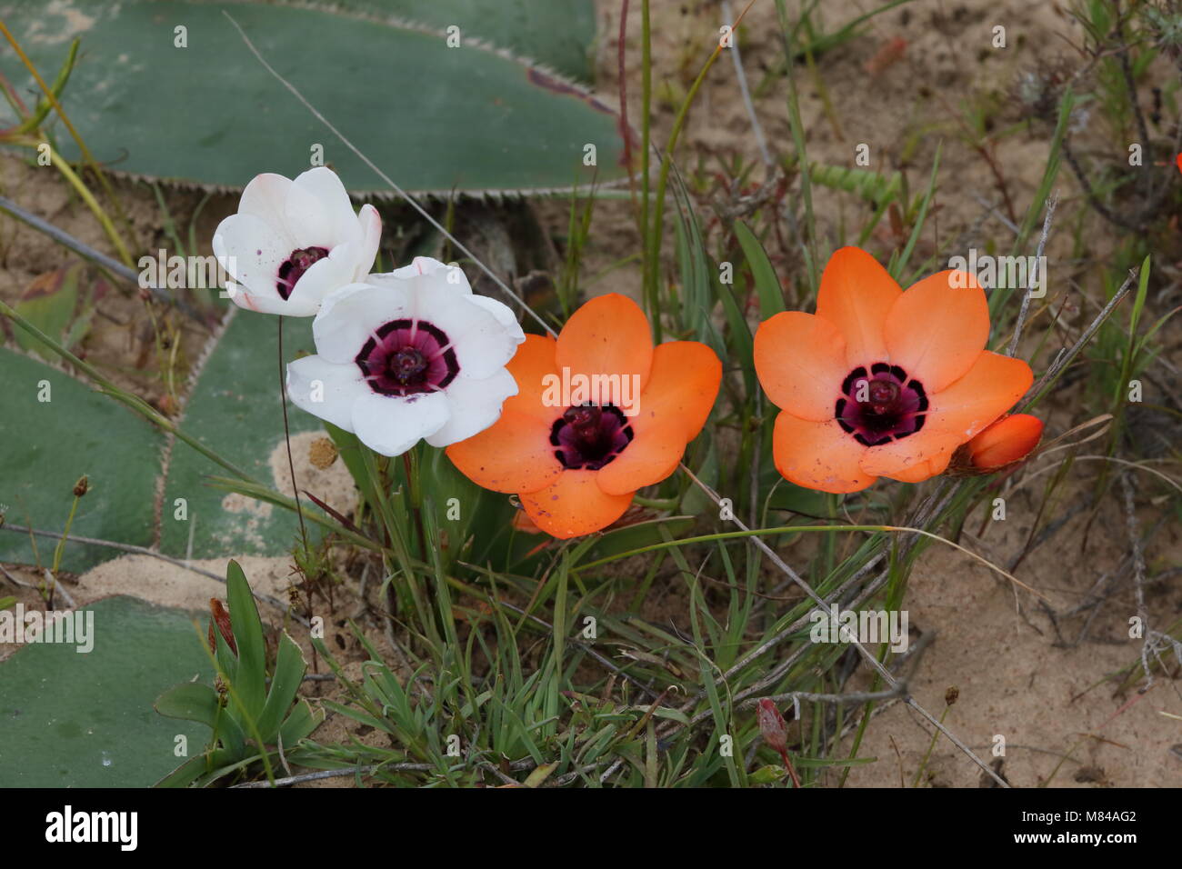 Sparaxis elegans hi-res stock photography and images - Alamy