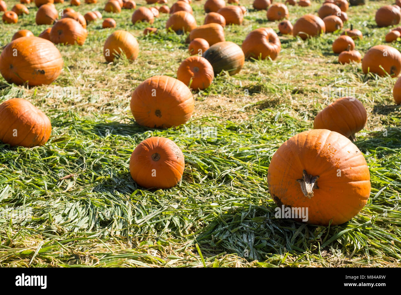 Vermont farm organic hi-res stock photography and images - Alamy